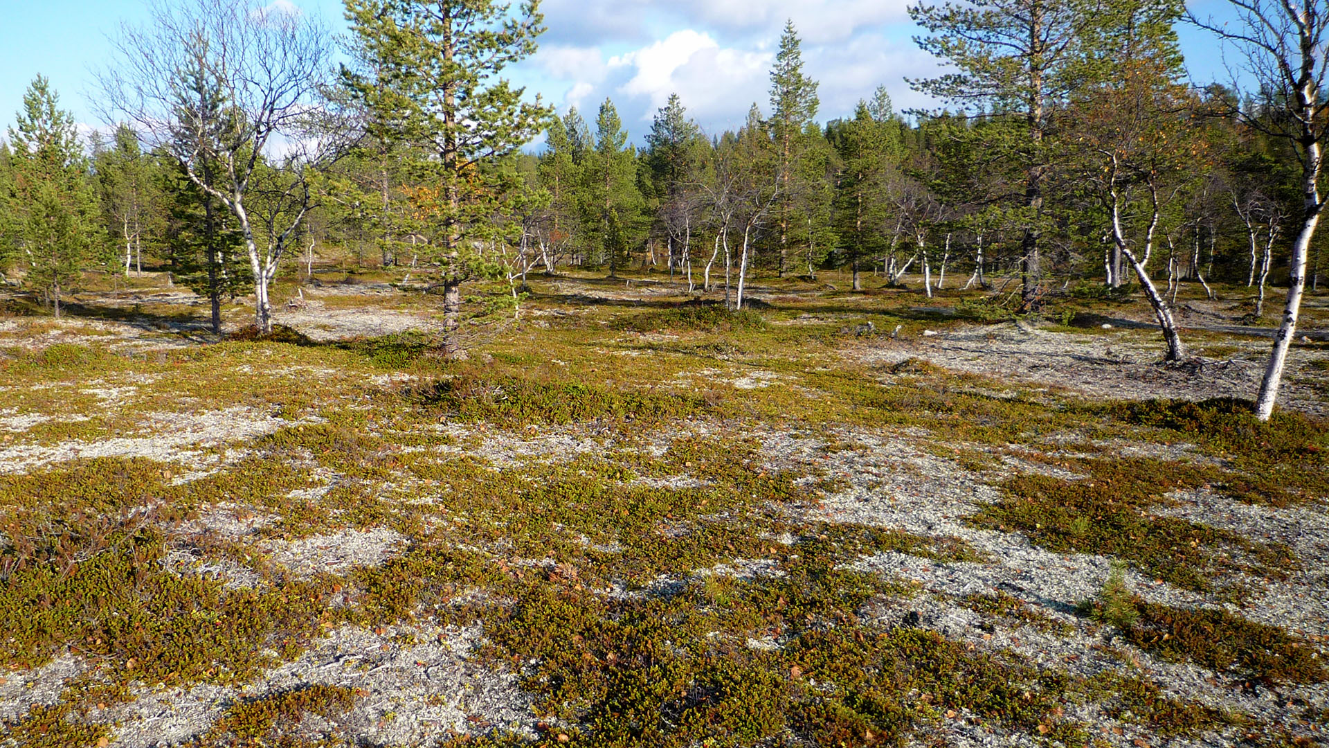 15-very-fast-forest – Lapland Wilderness Challenge